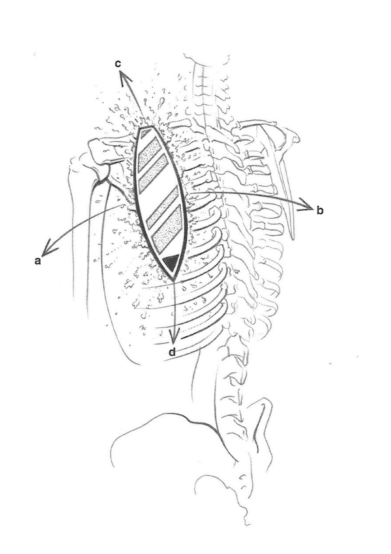 Schultern und Arme – ein Wunderwerk an Beweglichkeit IV – Prävention ...
